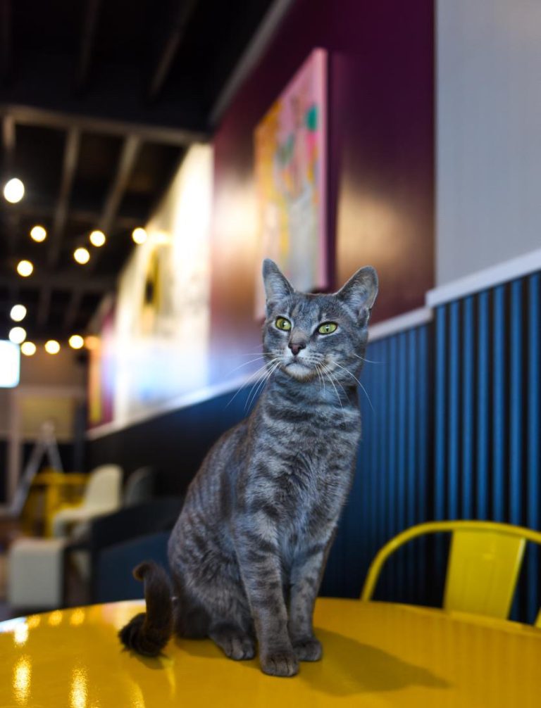 Mac Tabby - Downtown Salisbury, NC