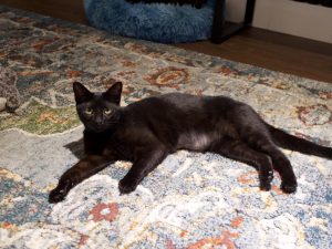 Mac Tabby - Downtown Salisbury, NC