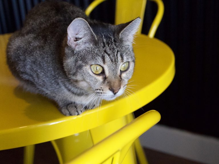 Mac Tabby - Downtown Salisbury, NC