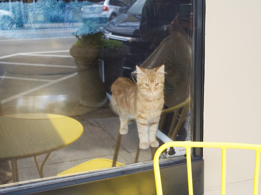 Mac Tabby - Downtown Salisbury, NC